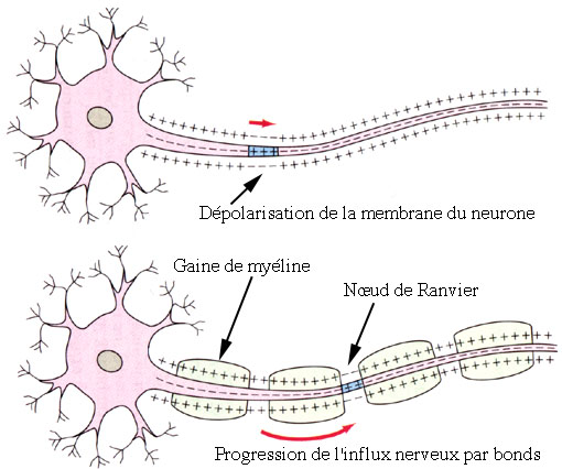 Structure Dun Neurone Moteur